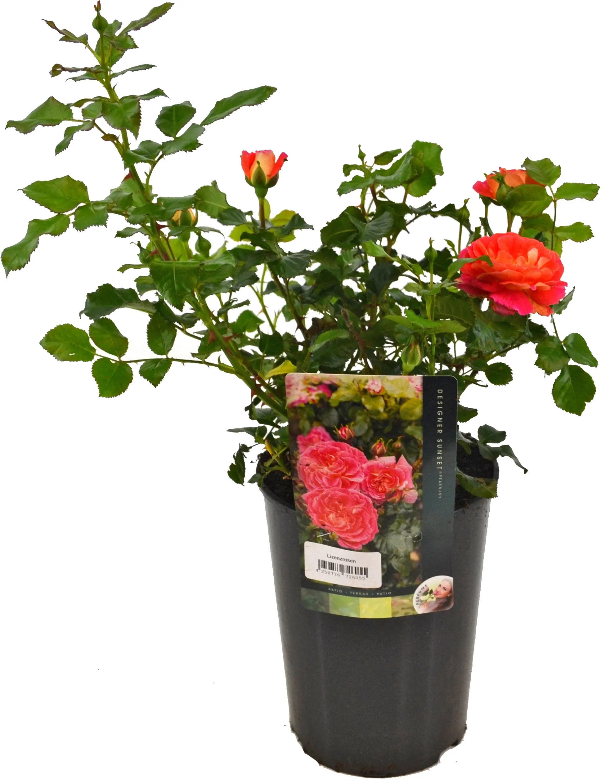 Rosenbusch Lizenz-Sortiment versch. Farben Topf ca. 3 l kaufen bei OBI