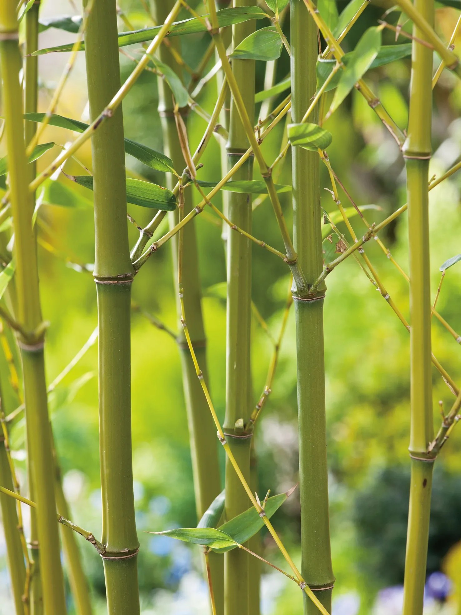 GROW by OBI Bisset-Bambus Topf-Ø ca. 26 cm Phyllostachys bissetii ...