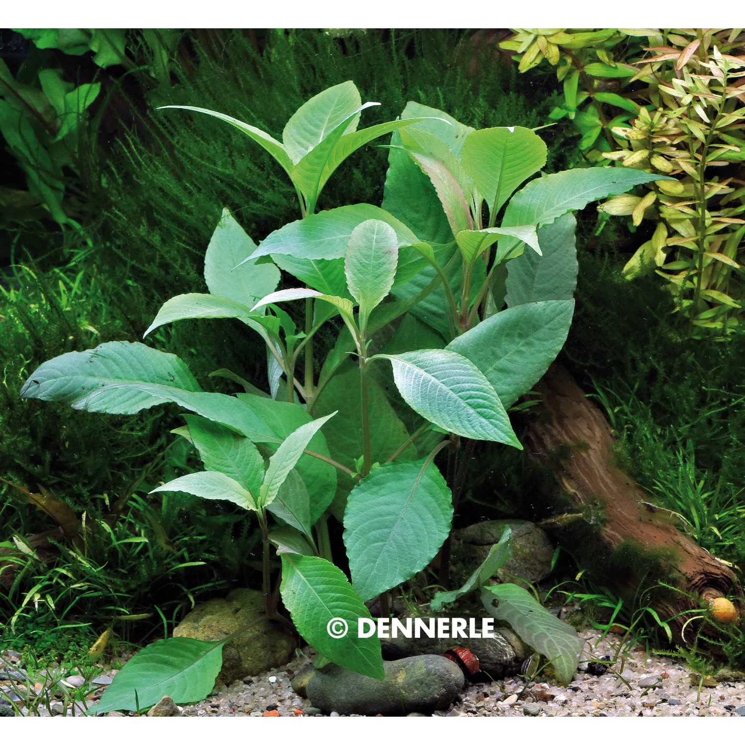 Dennerle Plants Aquariumpflanze Hygrophila Corymbosa kaufen bei OBI