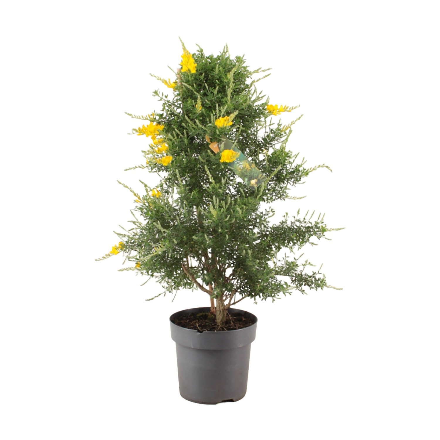 Ginster Pyramide Höhe ca. 60 cm Topf-Ø ca. 17 cm Cytisus maderensis ...