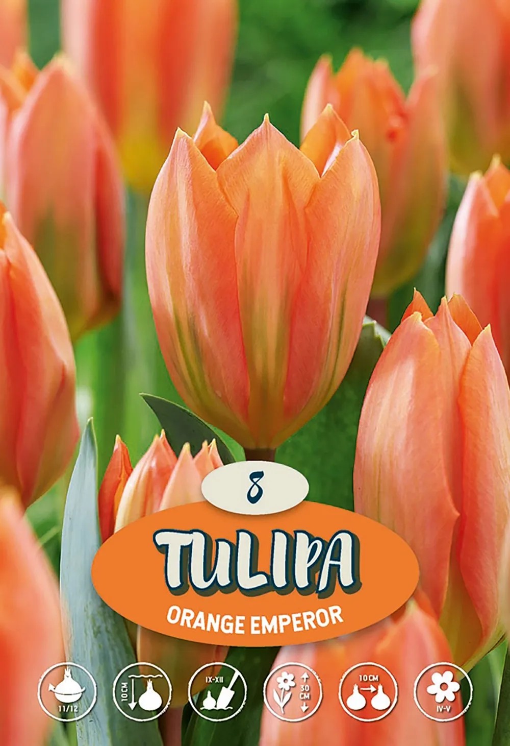 Tulpe "Orange Emperor" Orange kaufen bei OBI