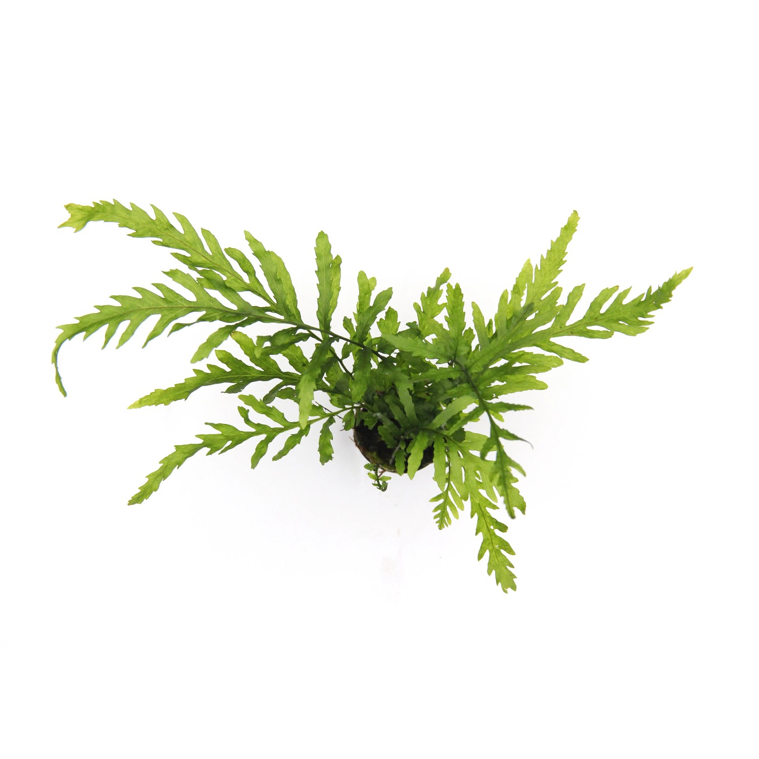 Dennerle Plants Aquariumpflanze Bolbitis Heudelotii kaufen bei OBI