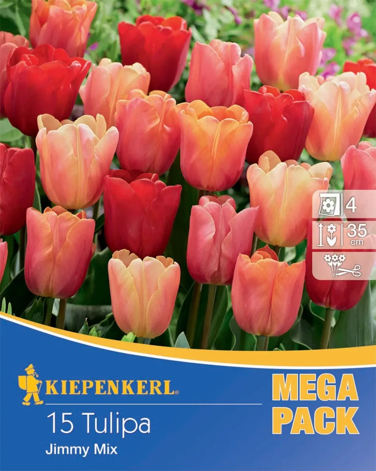 Kiepenkerl Blumenzwiebeln Triumph-Tulpen Mega-Pack "Jimmy Mix" 15 Stück ...