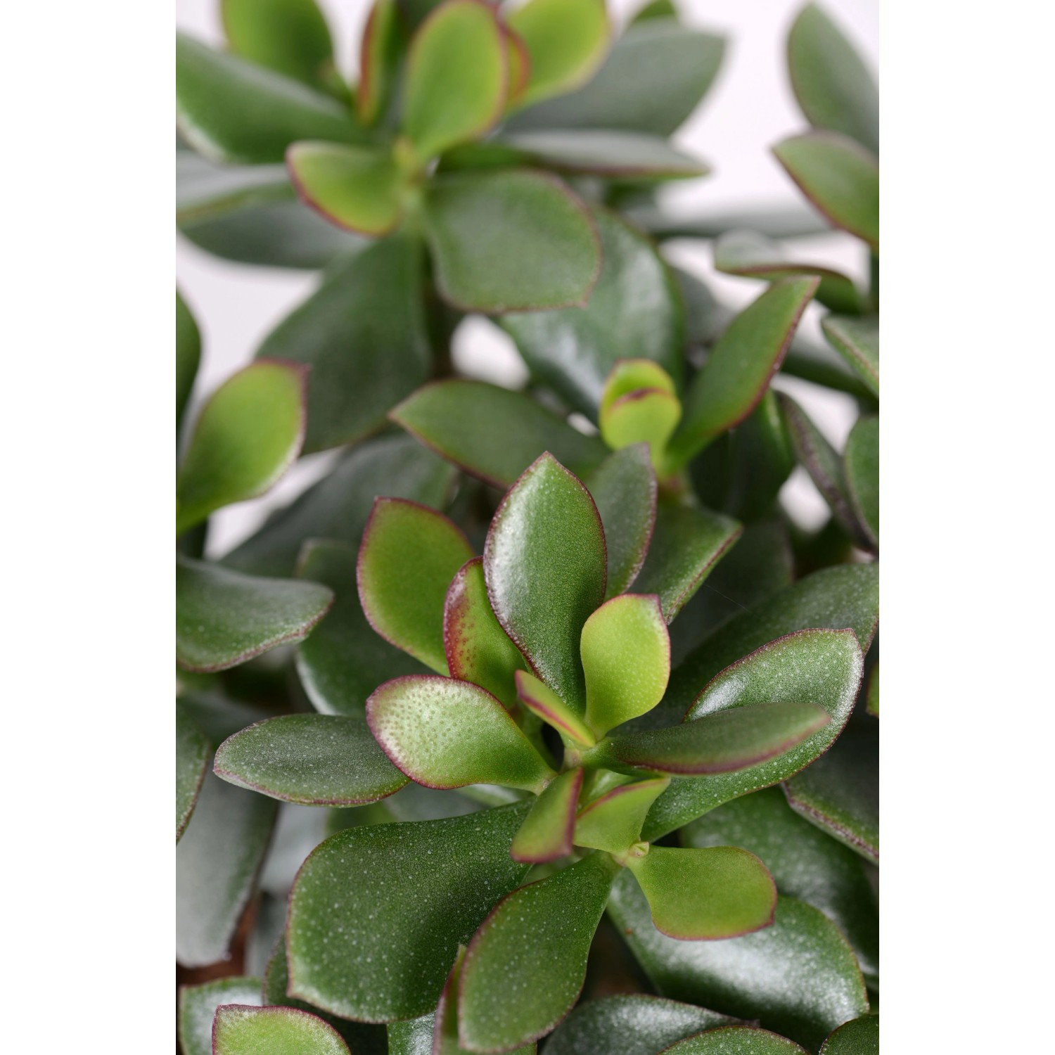 Dickblatt sortiert Höhe ca. 20 cm Topf-Ø ca. 15 cm Crassula kaufen bei OBI