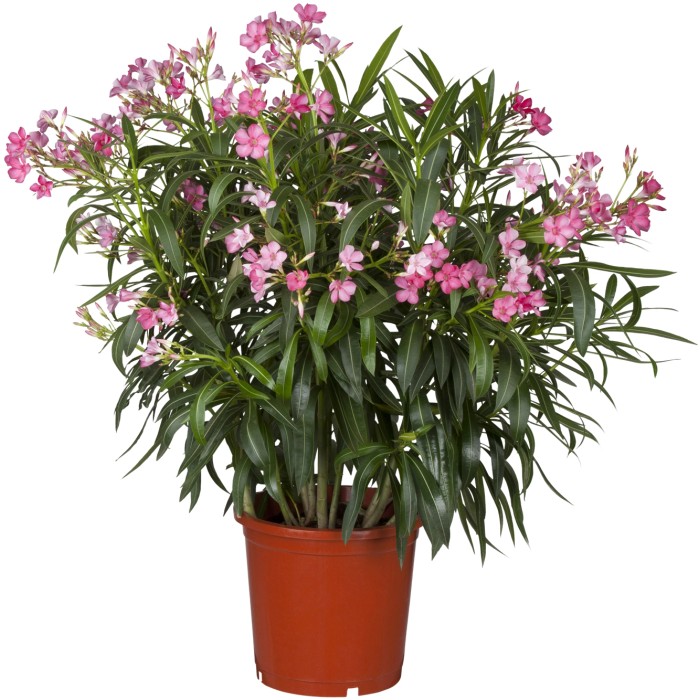 Oleander kaufen bei OBI