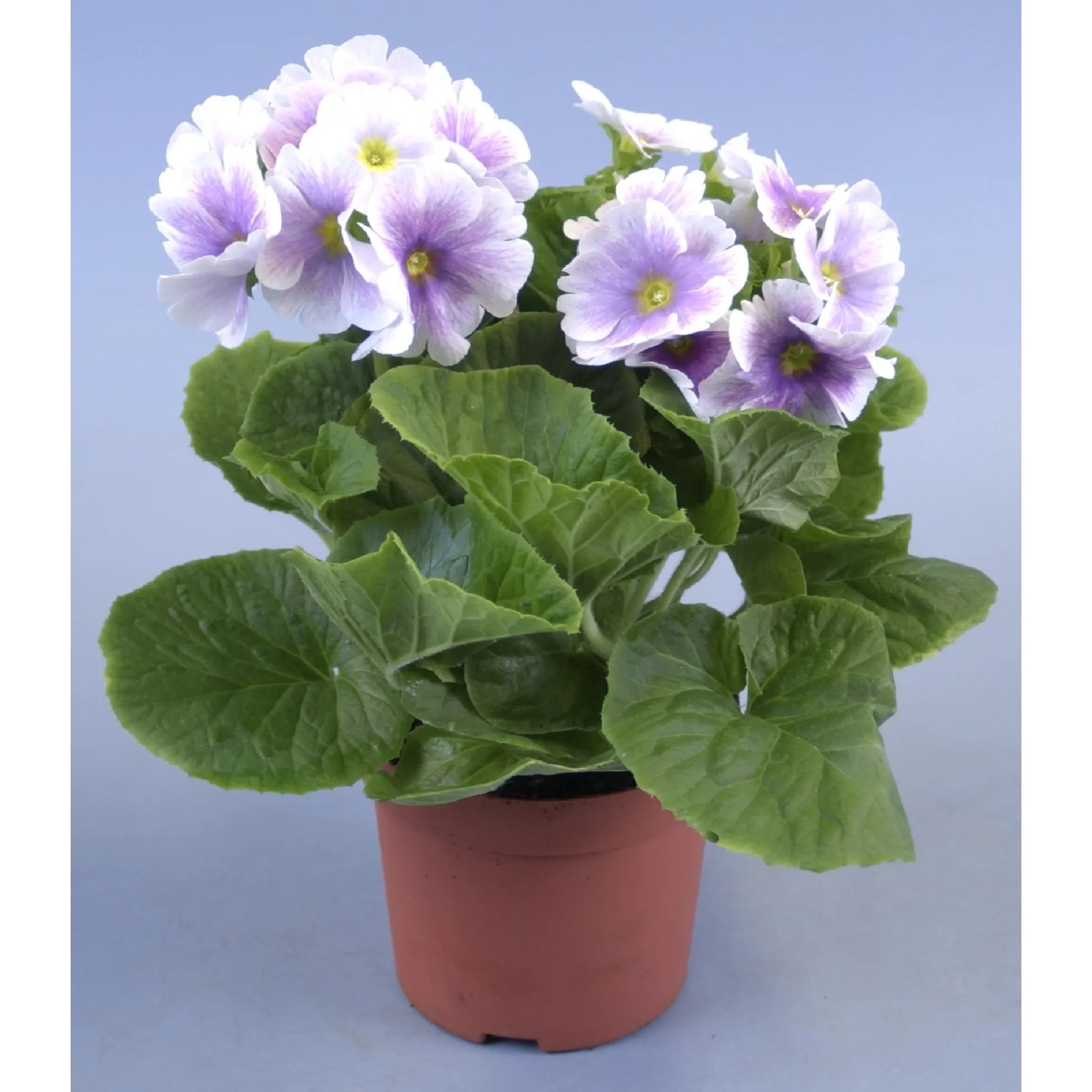Becherprimel "Touch me" Mix Topf-Ø ca. 9 cm Primula obconica kaufen bei OBI