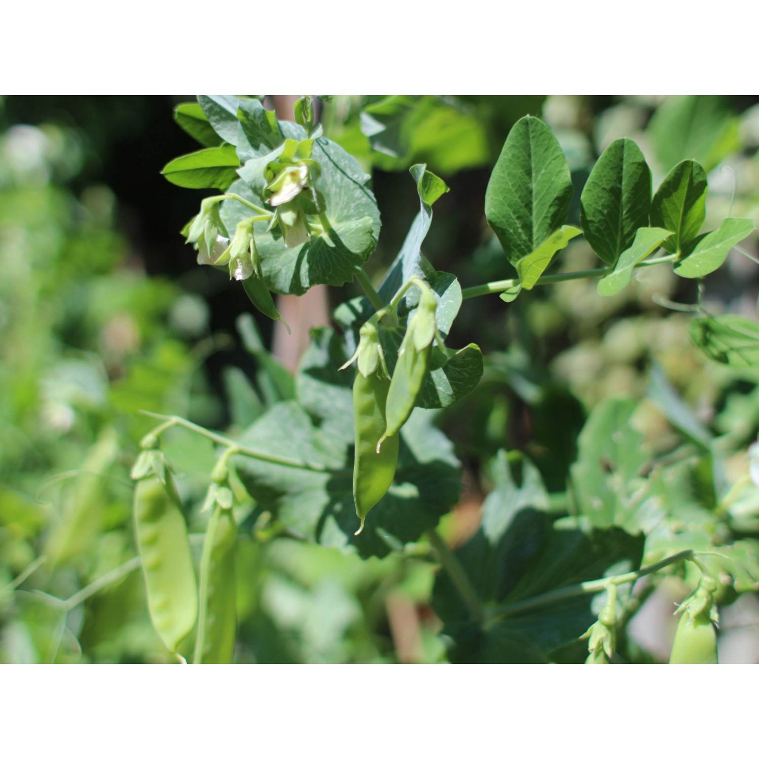 GROW by OBI Zuckererbse Pisum sat. Topf-Ø ca. 10,5 cm kaufen bei OBI