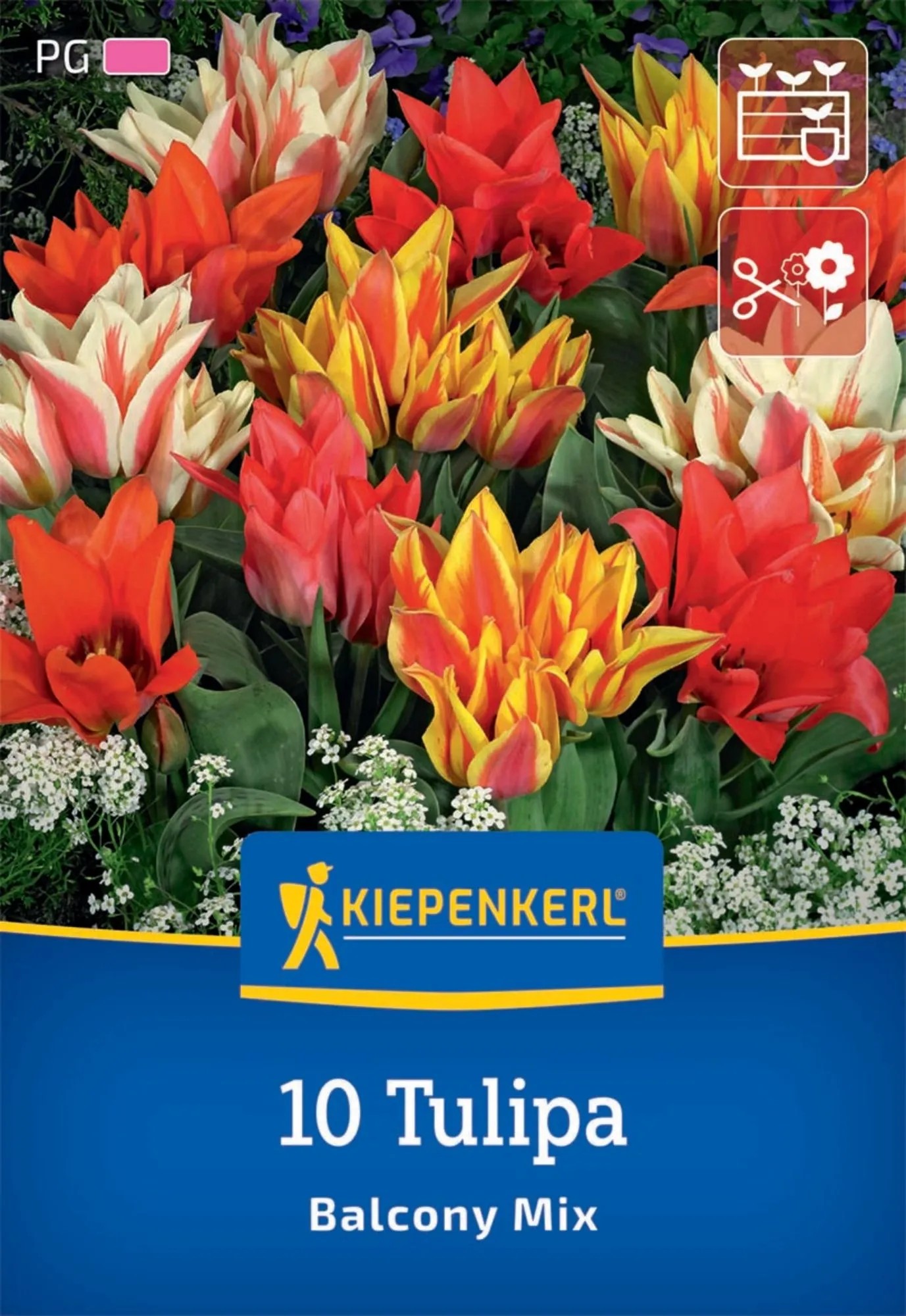Kiepenkerl Blumenzwiebel Greigii-Tulpe Balkonzauber Mix 10 Stück kaufen bei OBI
