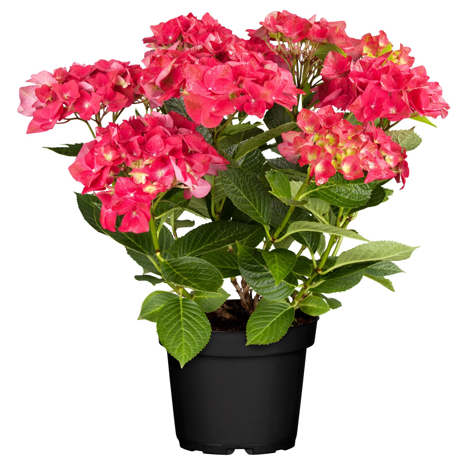 Hortensie Im Topf Kaufen