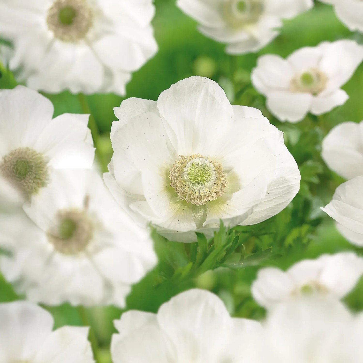 GROW by OBI Anemone coronaria The Bride kaufen bei OBI