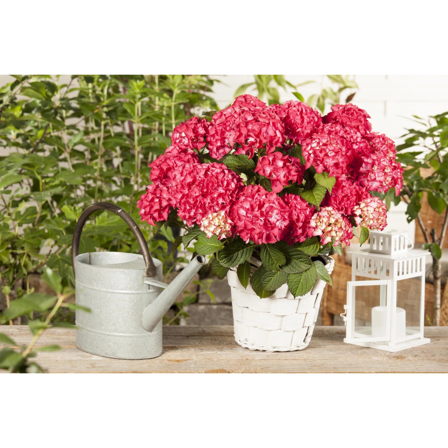 Hortensie Selma Rot Höhe ca. 30 cm Topf 5 l Hydrangea macrophylla ...
