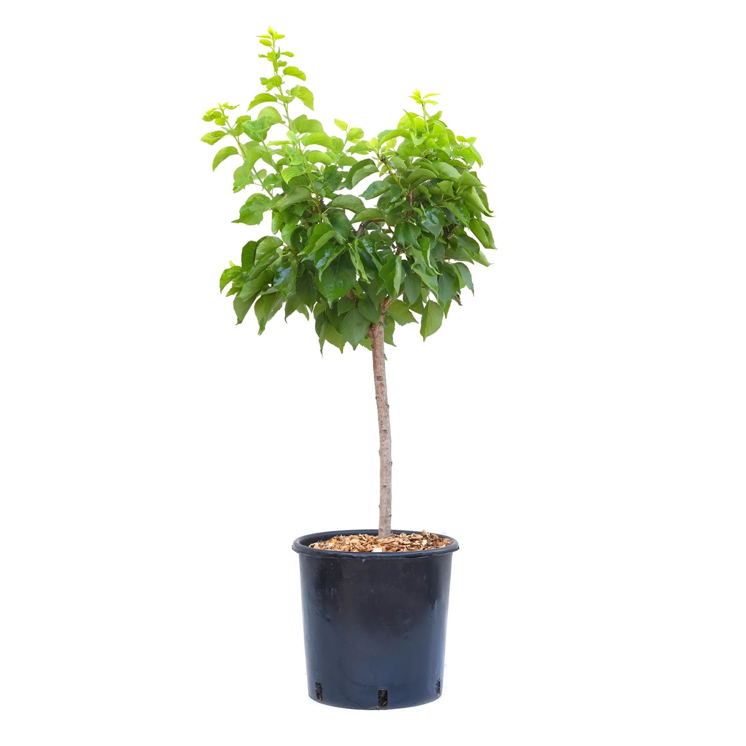 GROW by OBI Zwerg-Aprikosenbaum Ministamm Höhe ca. 60 cm Prunus arm ...