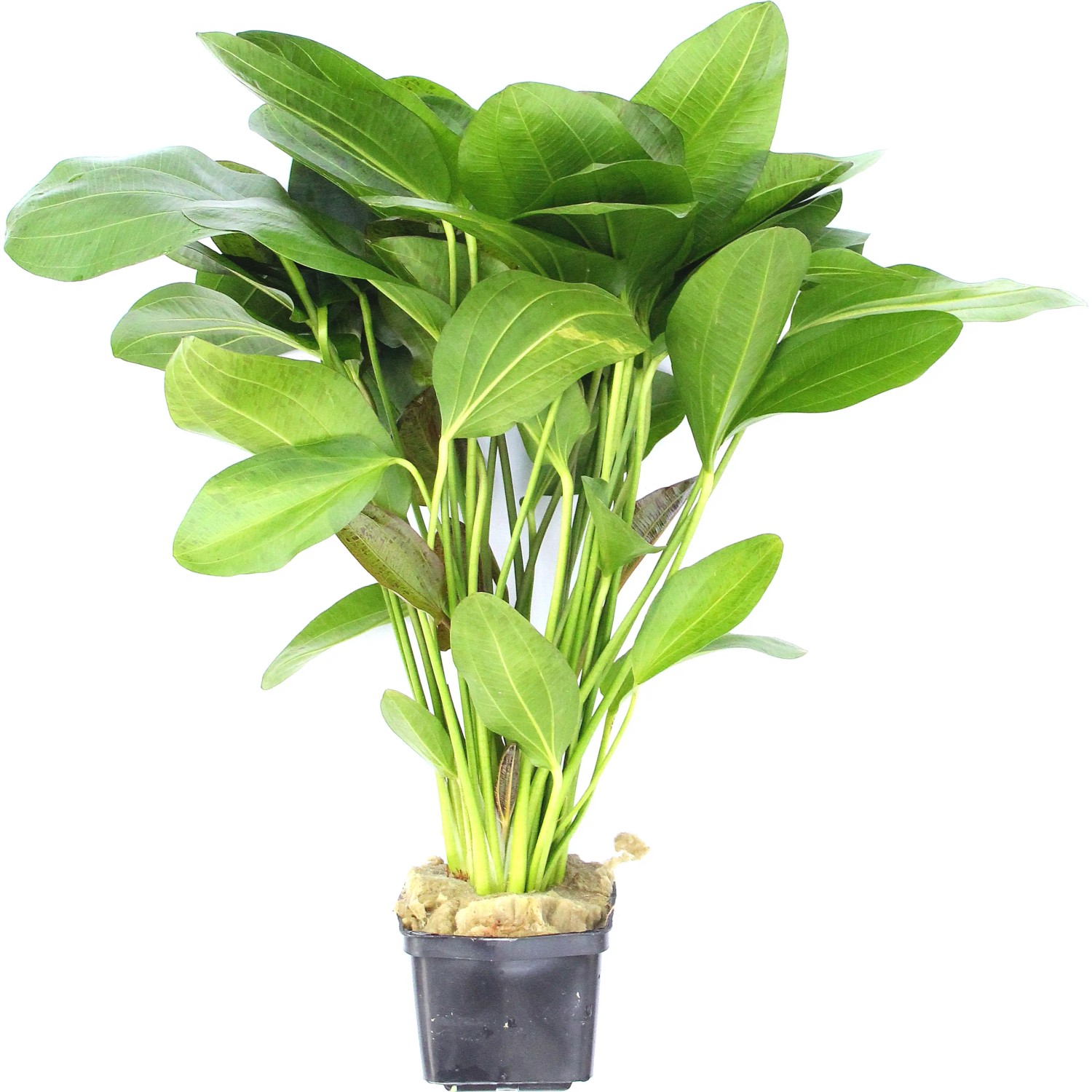 Dennerle Plants Aquariumpflanze Echinodorus Ozelot XML Pflanze kaufen ...