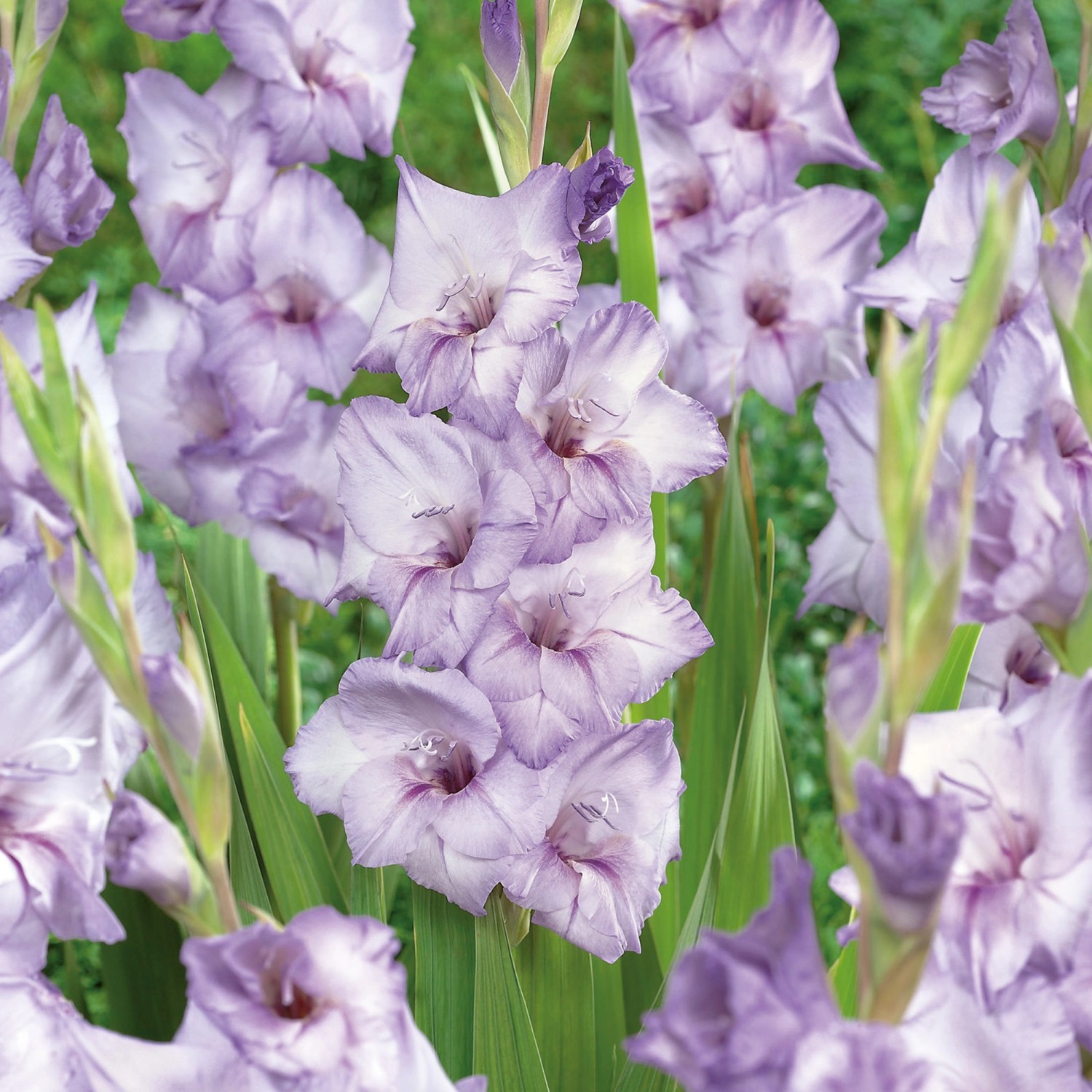GROW by OBI Gladiole "Blue Tropic" Höhe ca. 100 cm Gladiolus ...