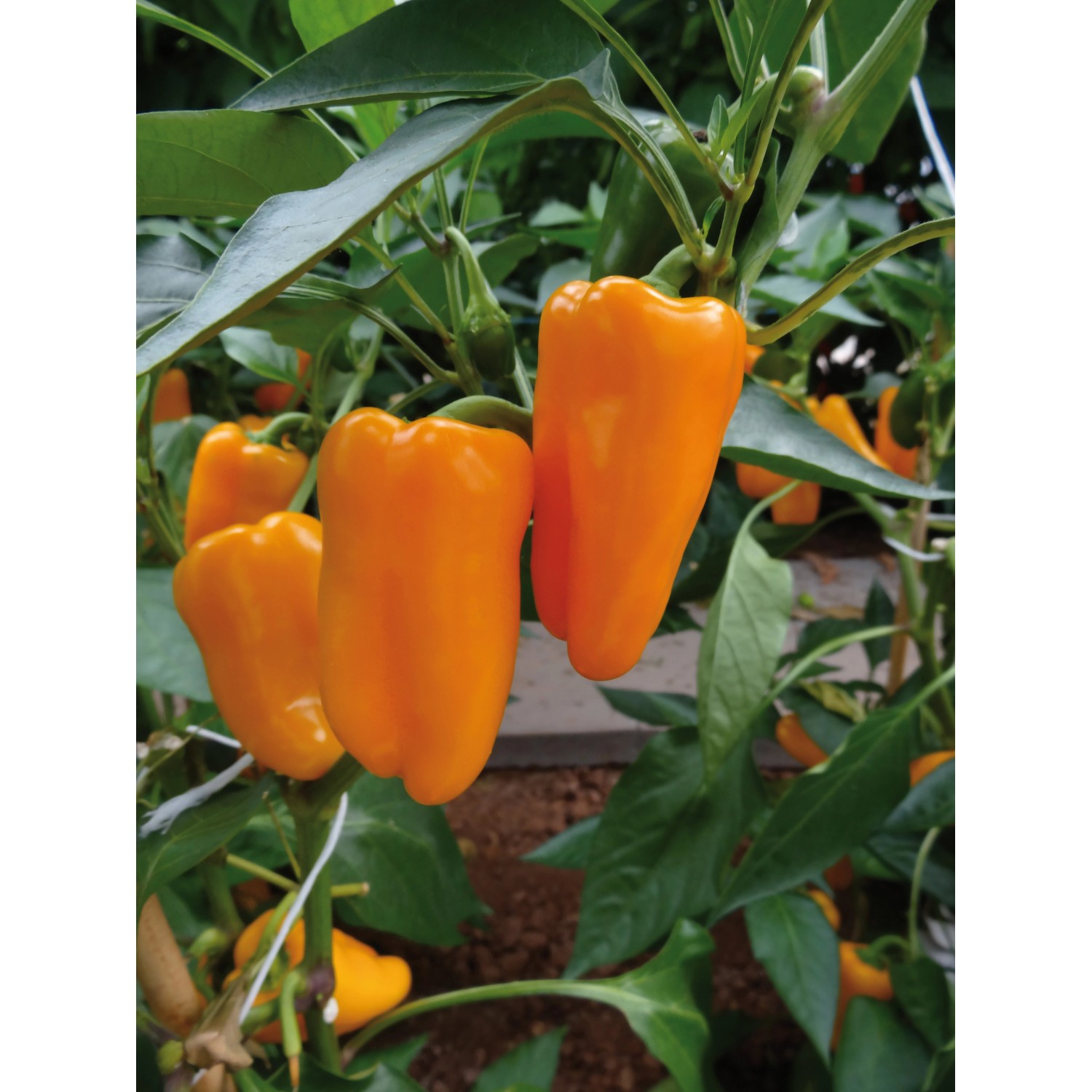 Snack-Paprika Orange Topf-Ø ca. 9 cm Capsicum annuum kaufen bei OBI