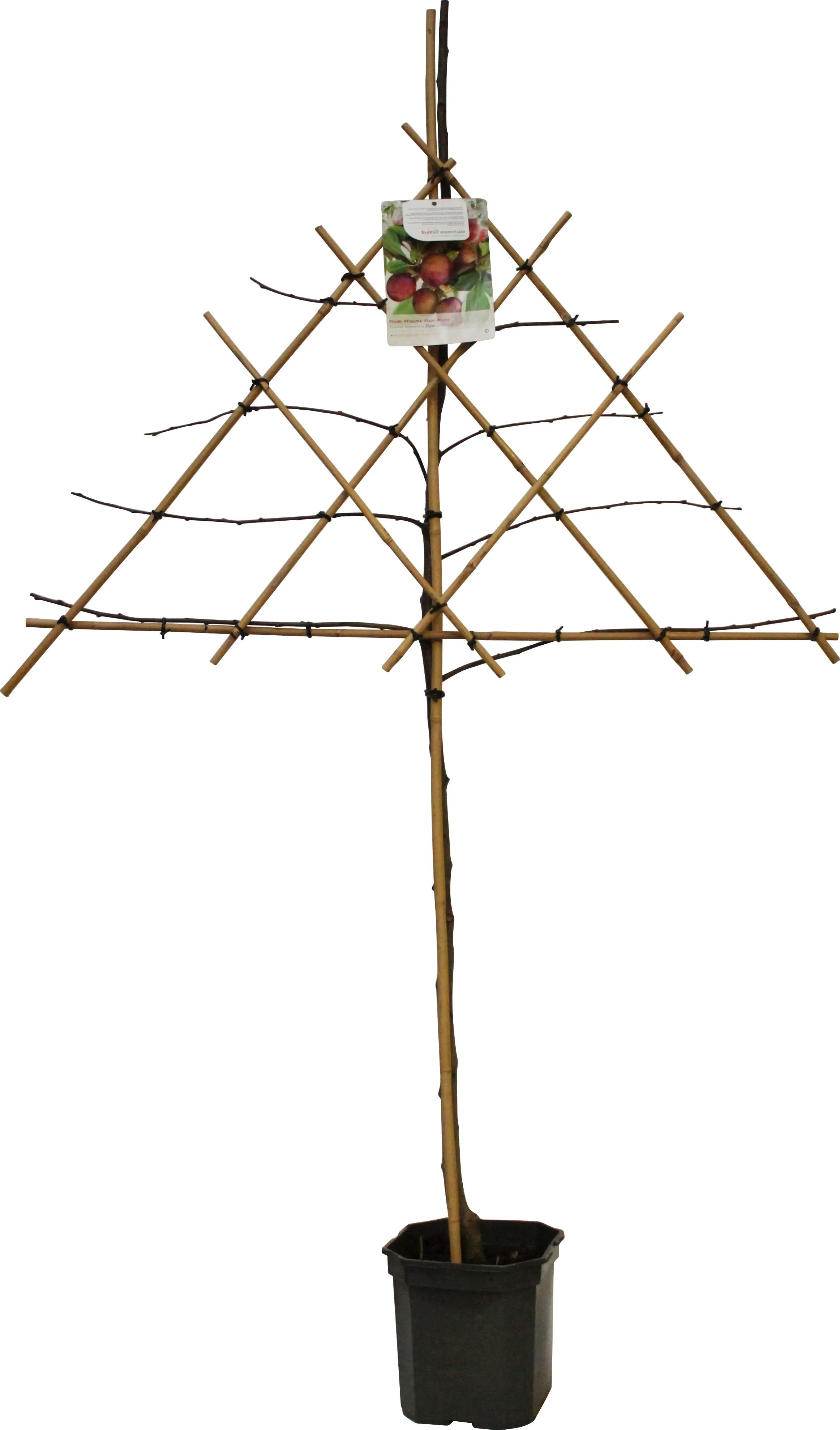 GROW by OBI Pflaume am Spalier Höhe ca. 160 - 180 cm Topf ca. 7,5 l ...