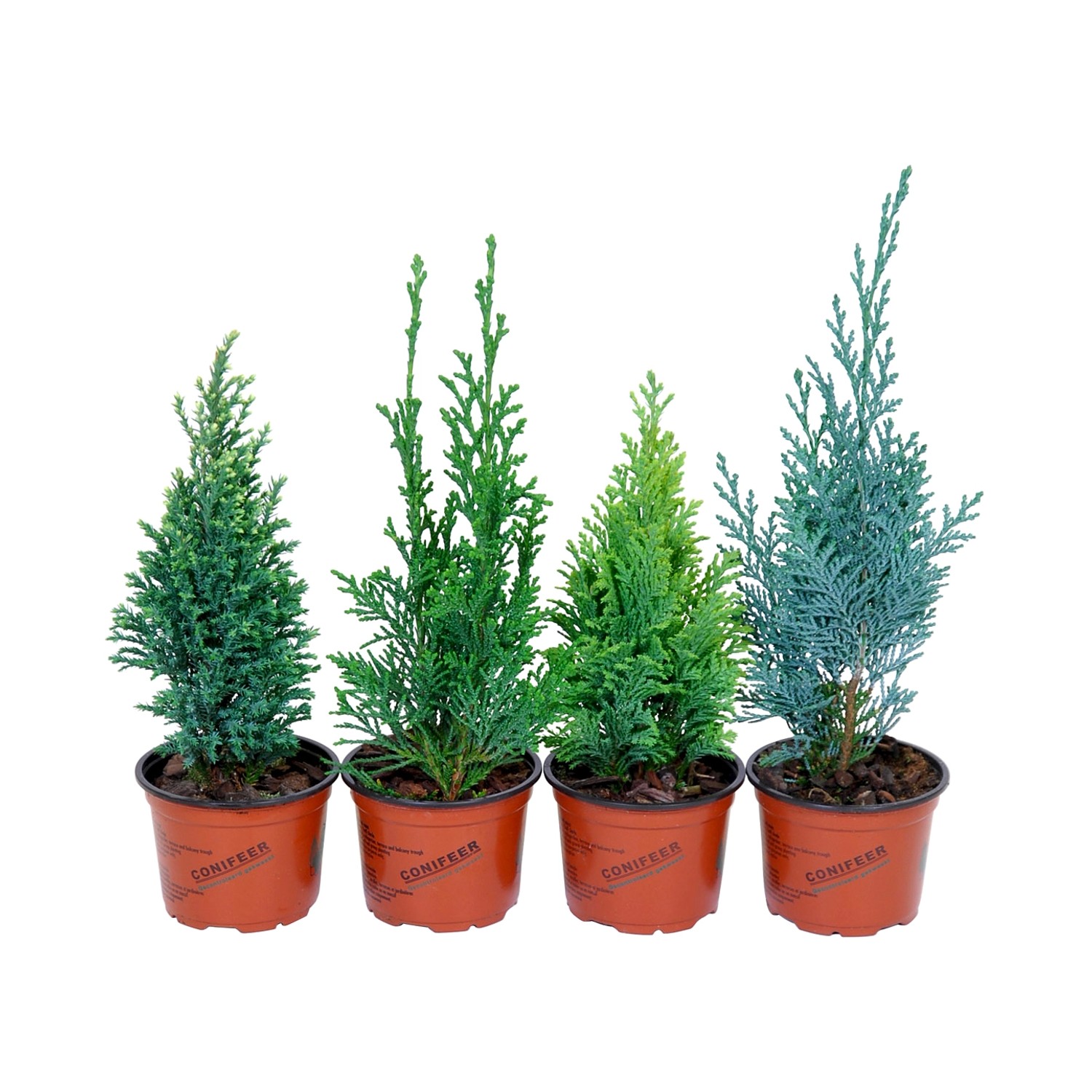 Weitere Koniferen kaufen bei OBI