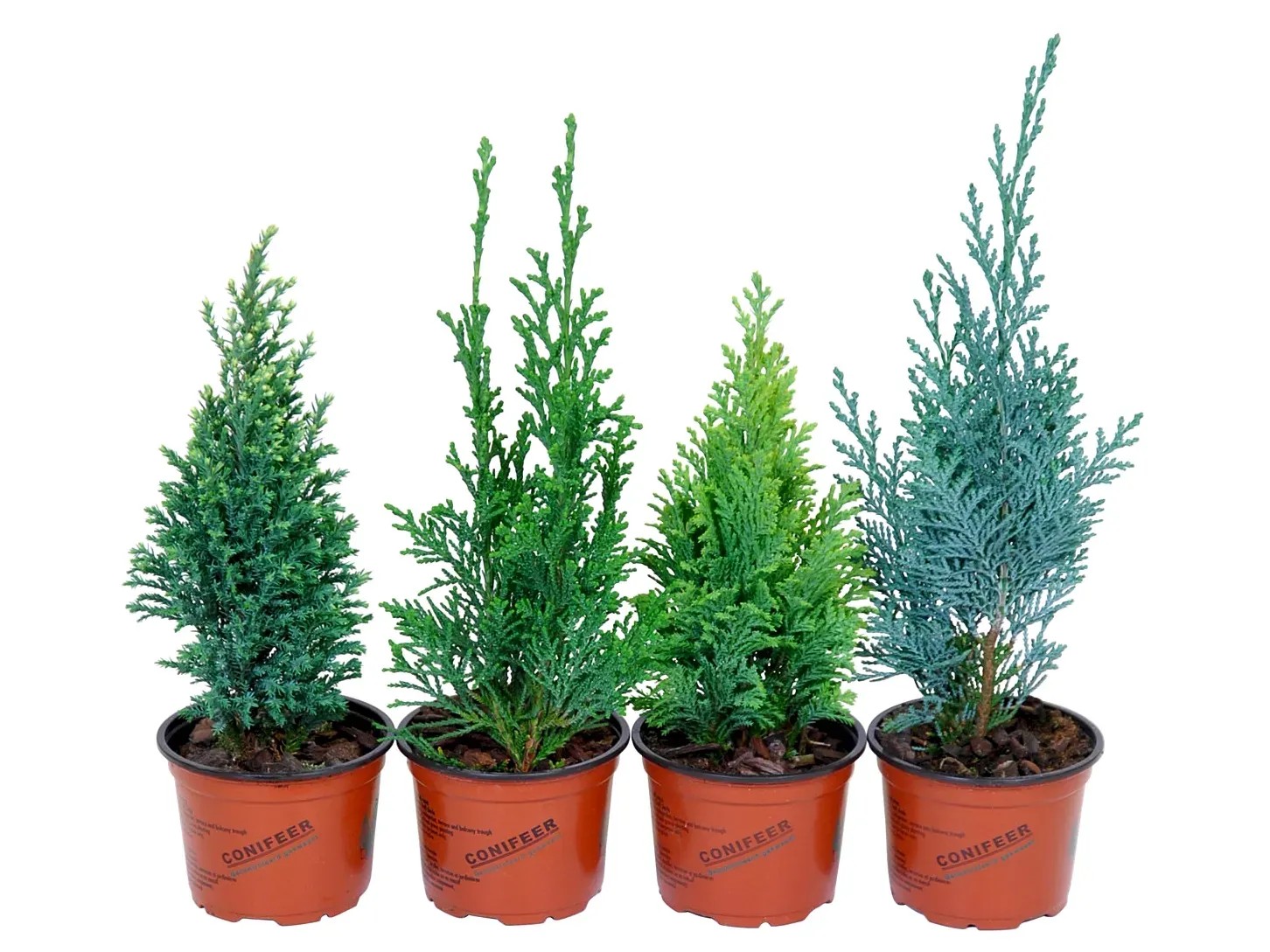 Koniferen Mix Topf - Ø ca. 9 cm kaufen bei OBI