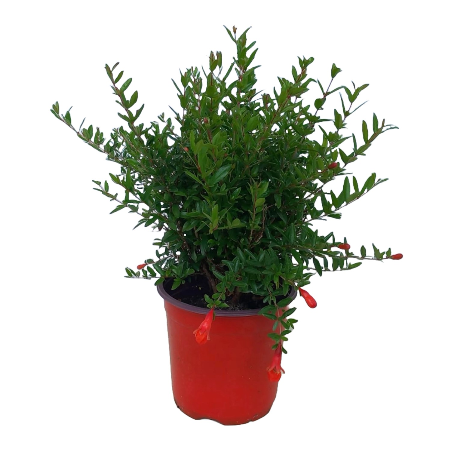 Granatapfelbaum "Nana" Rot Höhe ca. 40 cm Topf-Ø ca. 17 cm Punica ...