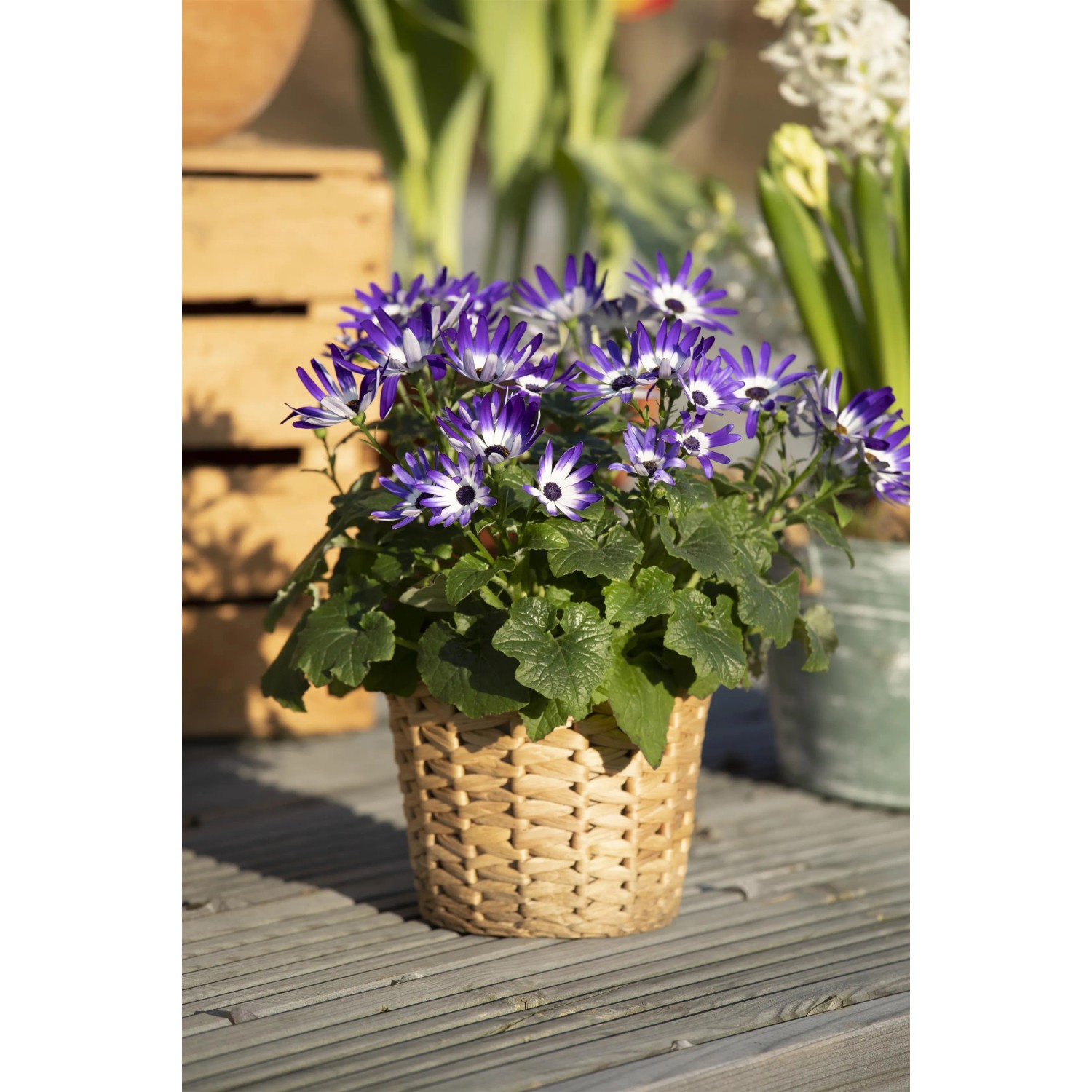 Greiskraut "Senetti Violet Bicolor" Topf-Ø ca. 15 cm Senecio cruentus ...