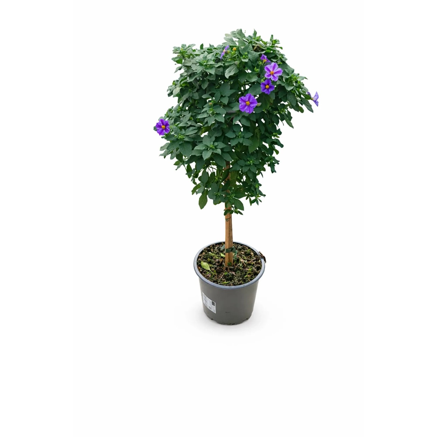 GROW by OBI Beetstämmchen kompakt T14 kaufen bei OBI