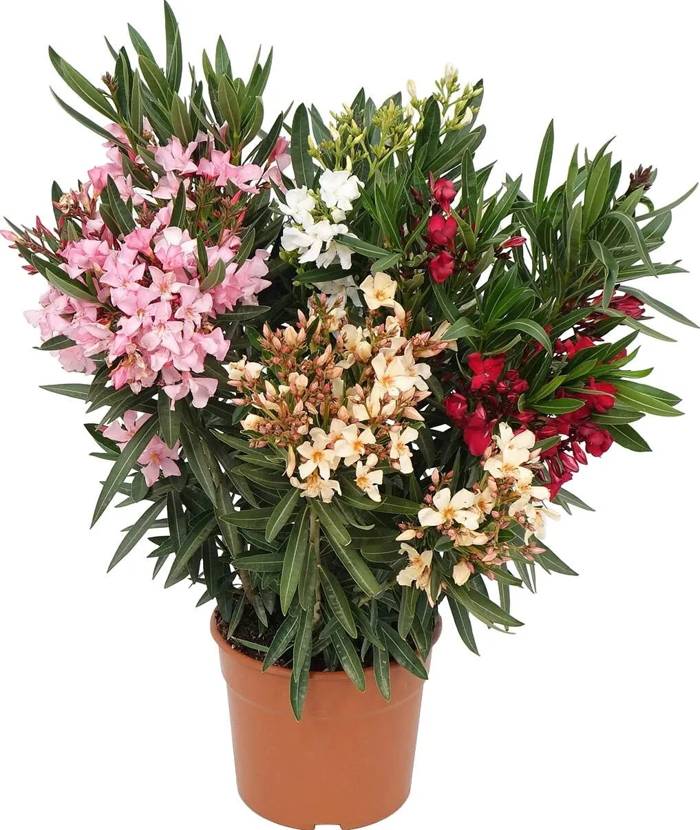 GROW by OBI Oleander Busch Höhe 60-80 cm Topf-Ø ca. 20 cm Nerium ...