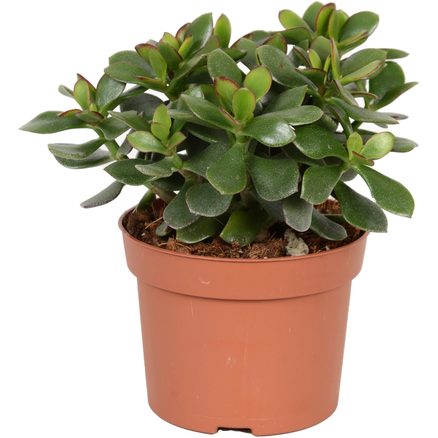 Dickblatt sortiert Höhe ca. 20 cm Topf-Ø ca. 15 cm Crassula kaufen bei OBI