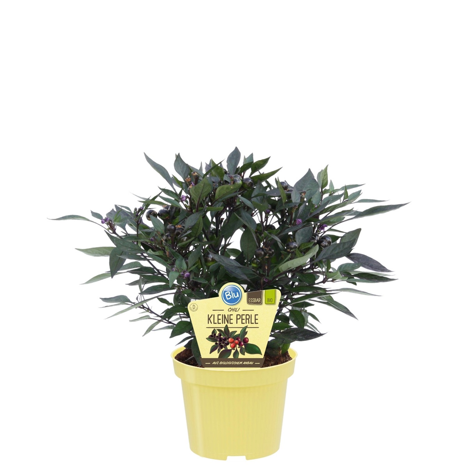 Blu Bio-Chili "Schwarze Perle" Topf-Ø ca. 15 cm Capsicum annuum kaufen ...