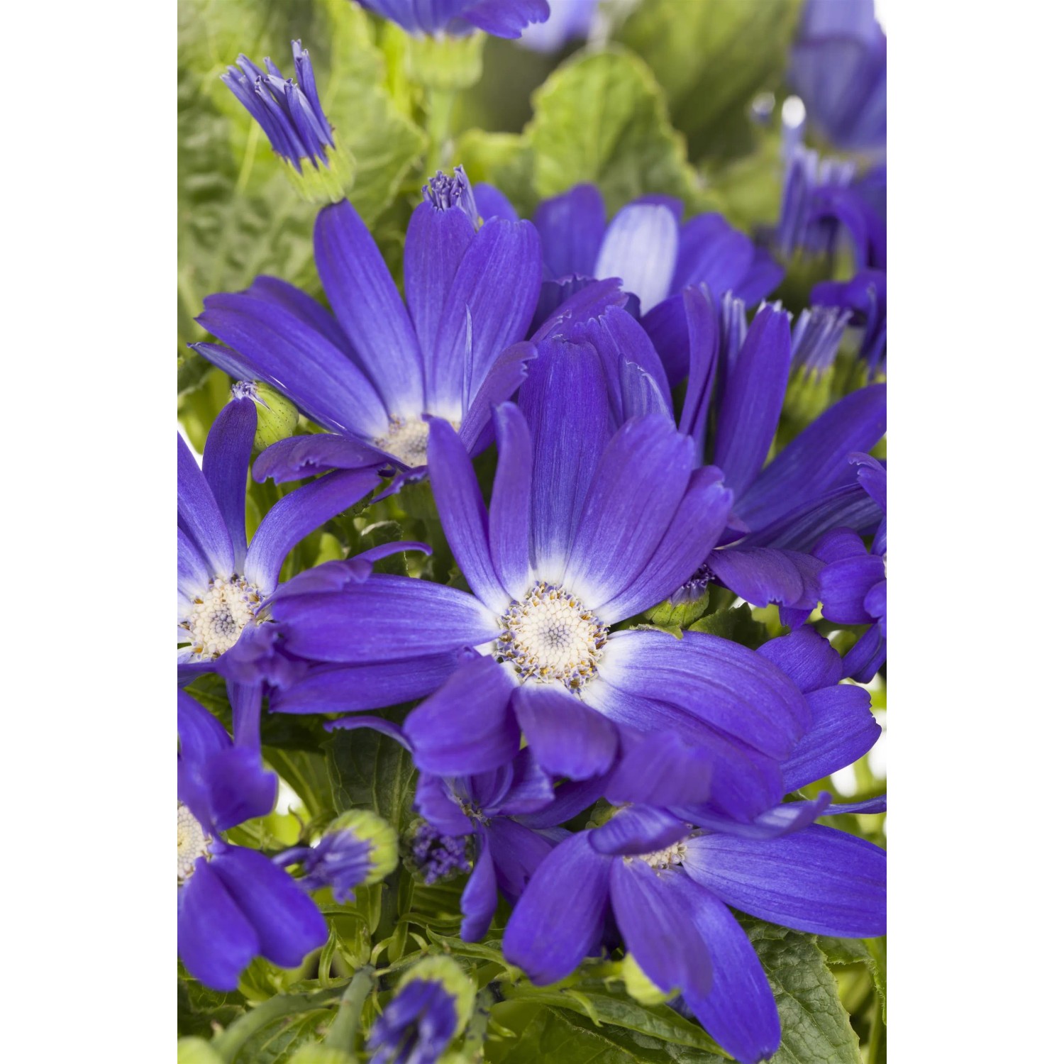 Greiskraut "Senetti Violet Bicolor" Topf-Ø ca. 15 cm Senecio cruentus ...