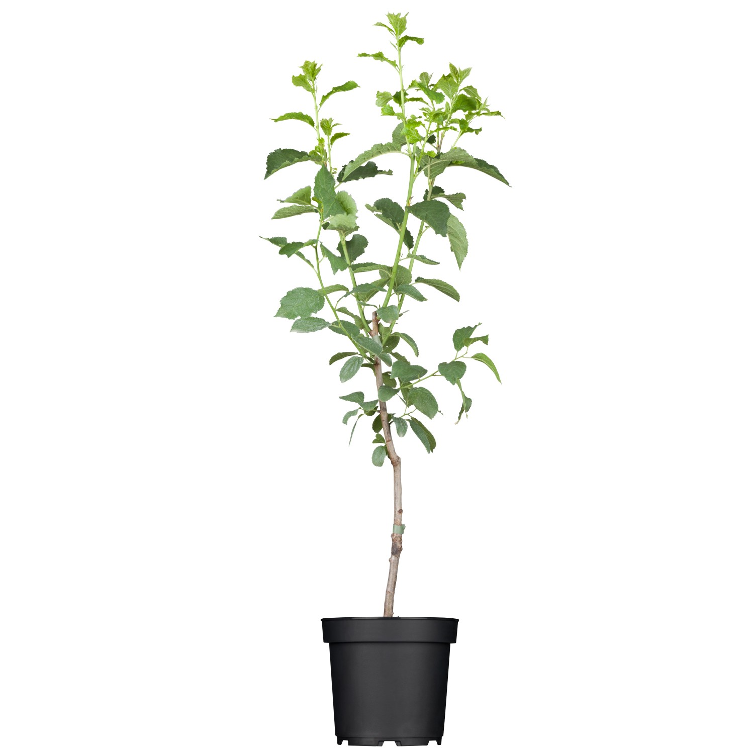 GROW by OBI Bio Zwergobst Reneklode Stämmchen Höhe ca. 40 cm Topf ca. 7 ...