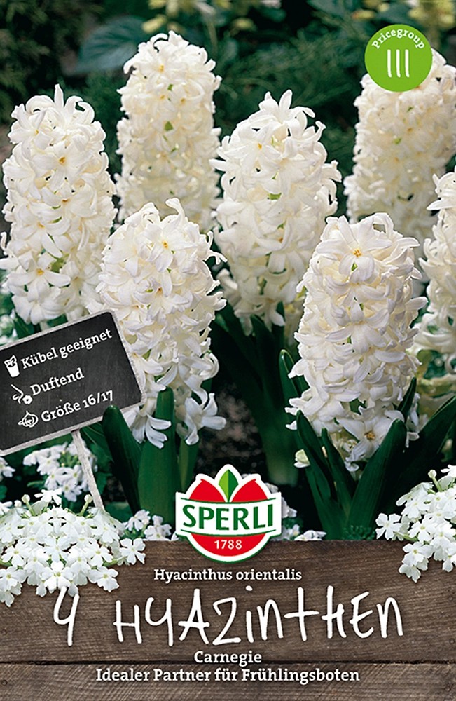 Sperli Hyazinthen "Carnegie" 4 Stück kaufen bei OBI