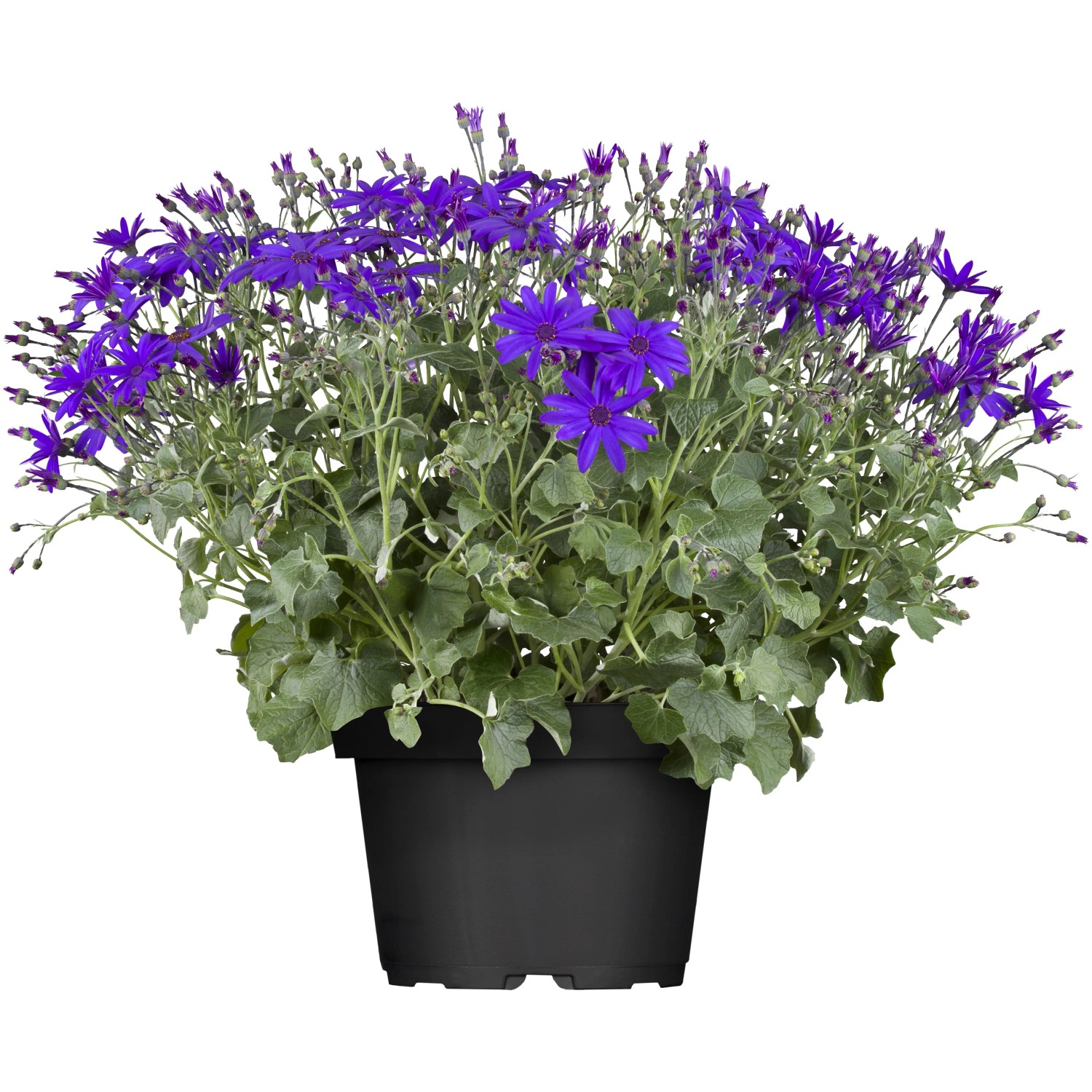 Greiskraut "Senetti Deep Blue" Topf-Ø ca. 15 cm Senecio cruentus kaufen ...