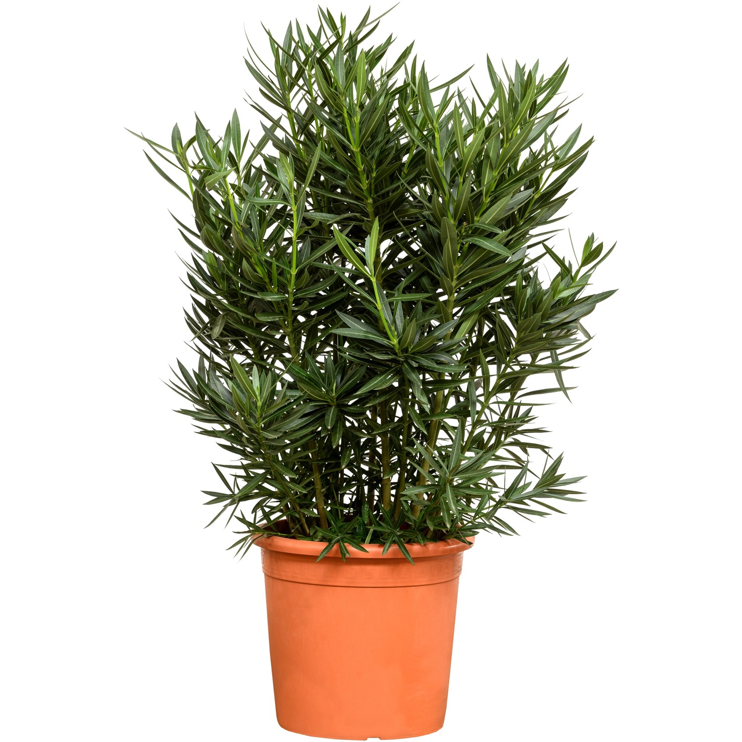 Oleander Busch XXL Rot ca. 140 cm - 160 cm Nerium oleander GROW by OBI ...