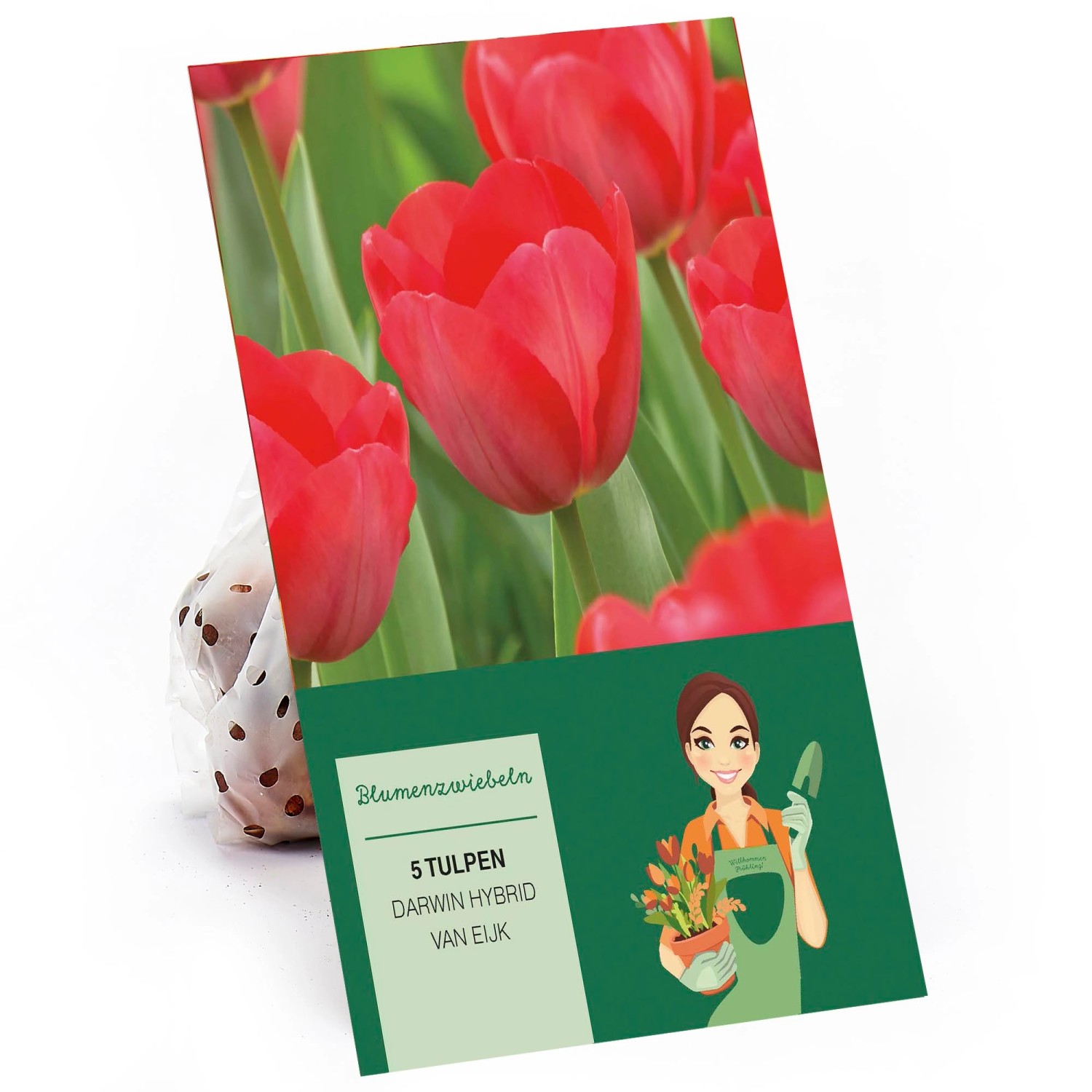 Tulpe Darwin Hybrid "Van Eijk" Mischung Rosa-Rot 5 Stück Tulipa kaufen ...