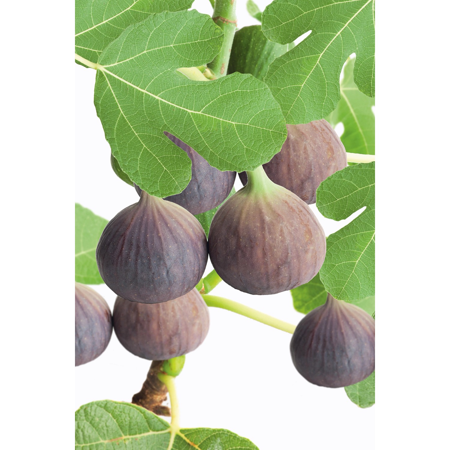 GROW by OBI Echte Feige Höhe ca. 50 - 60 cm Topf ca. 10 l Ficus carica kaufen bei OBI