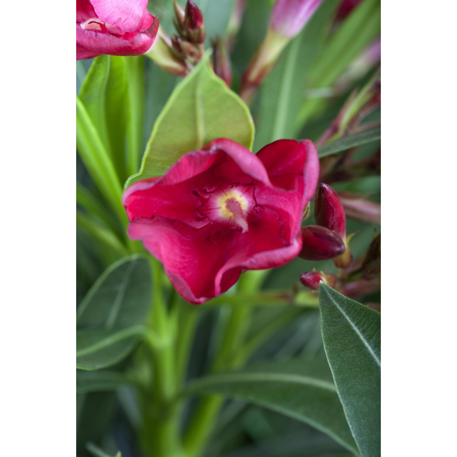 Oleander Multicolor Höhe ca. 50 cm Topf-Ø ca. 15 cm Nerium oleander ...