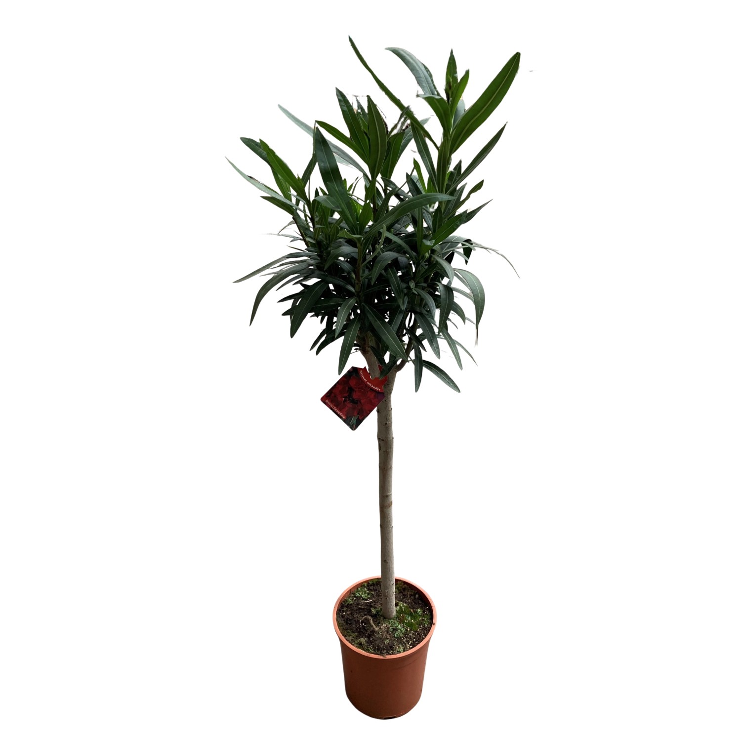 GROW by OBI Oleander Stamm Rot Topf-Ø ca. 20 cm Nerium kaufen bei OBI