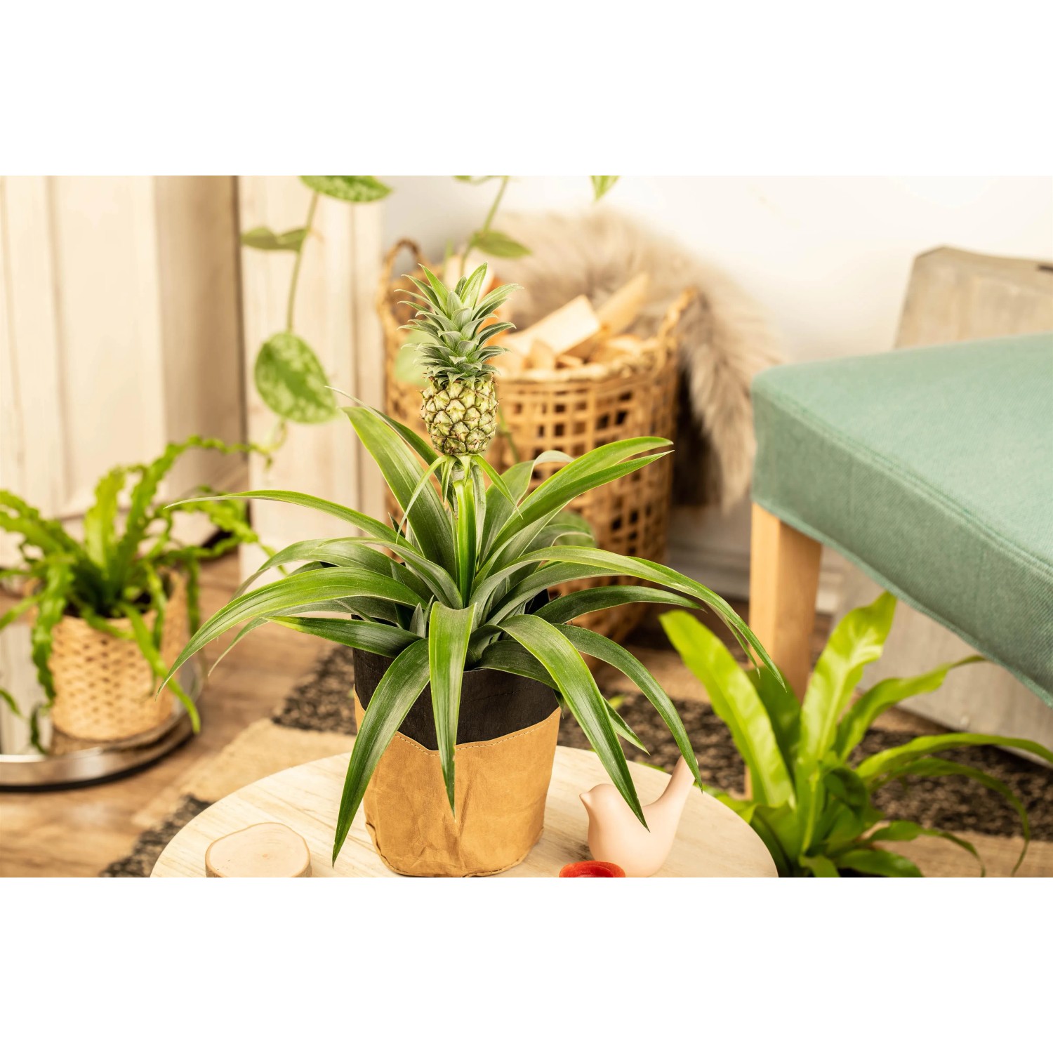 Zierananas 'Mi Amigo' Höhe ca. 35 cm Topf-Ø ca. 11 cm Ananas comosus kaufen bei OBI