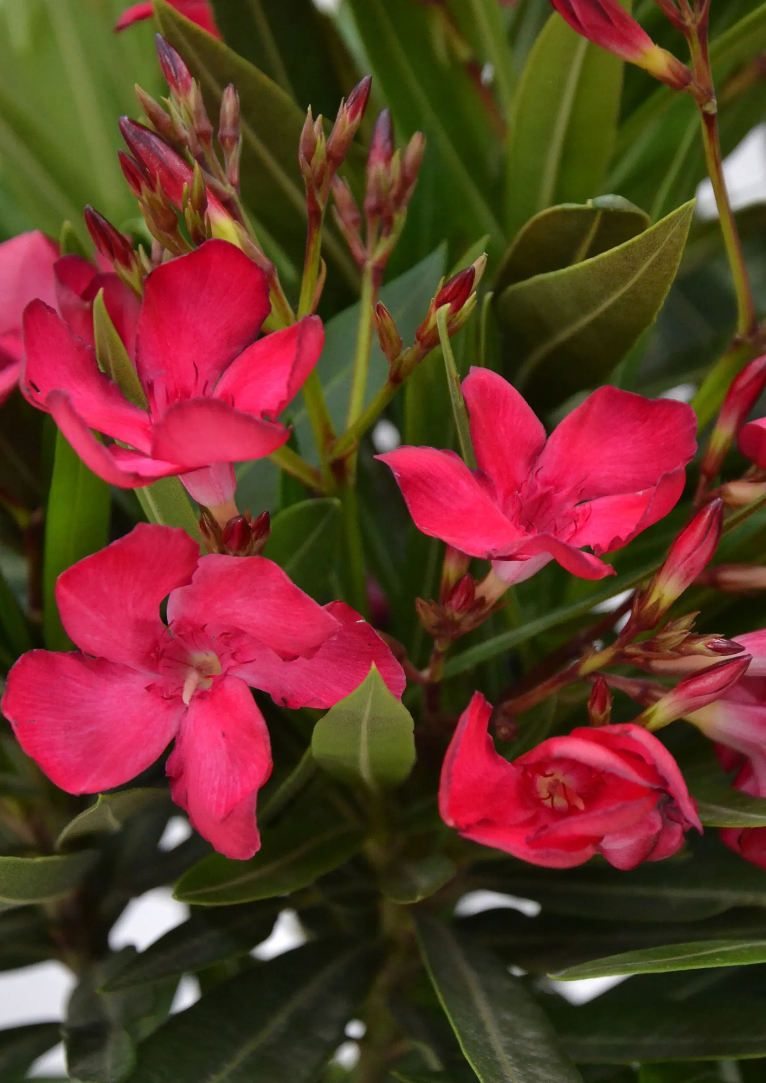 Oleander Busch XXL Rot ca. 140 cm - 160 cm Nerium oleander GROW by OBI ...