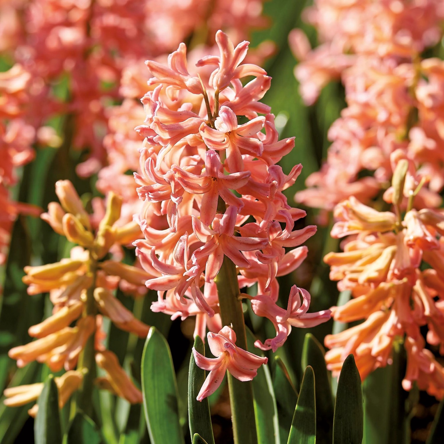 GROW by OBI Hyazinthe "Gipsy Queen" Orange 25 cm Hyacinthus orientalis kaufen bei OBI