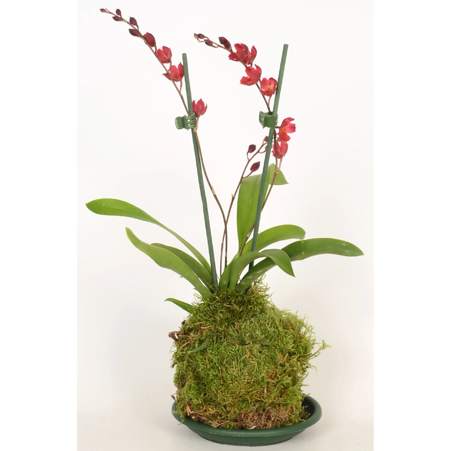 Arrangement Orchidee "Forest" Topf-Ø ca. 14 cm kaufen bei OBI