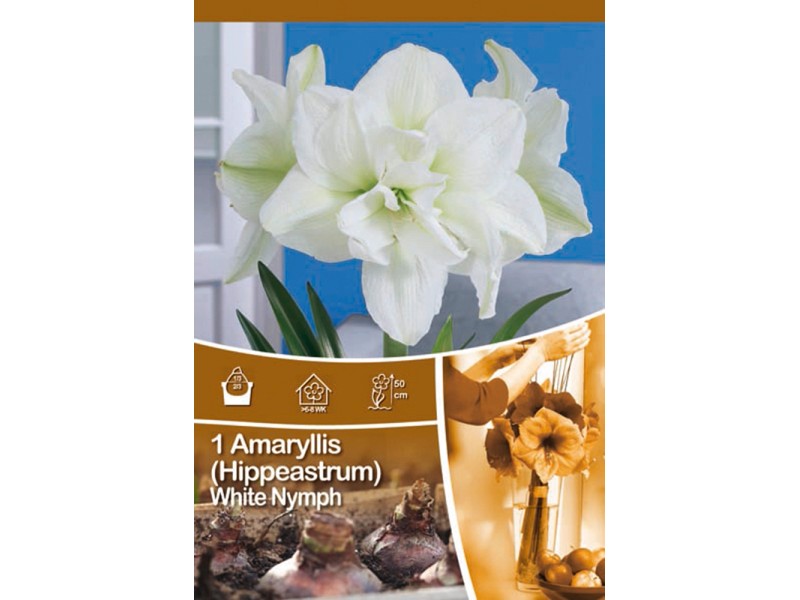 Amaryllis White Nymph kaufen bei OBI