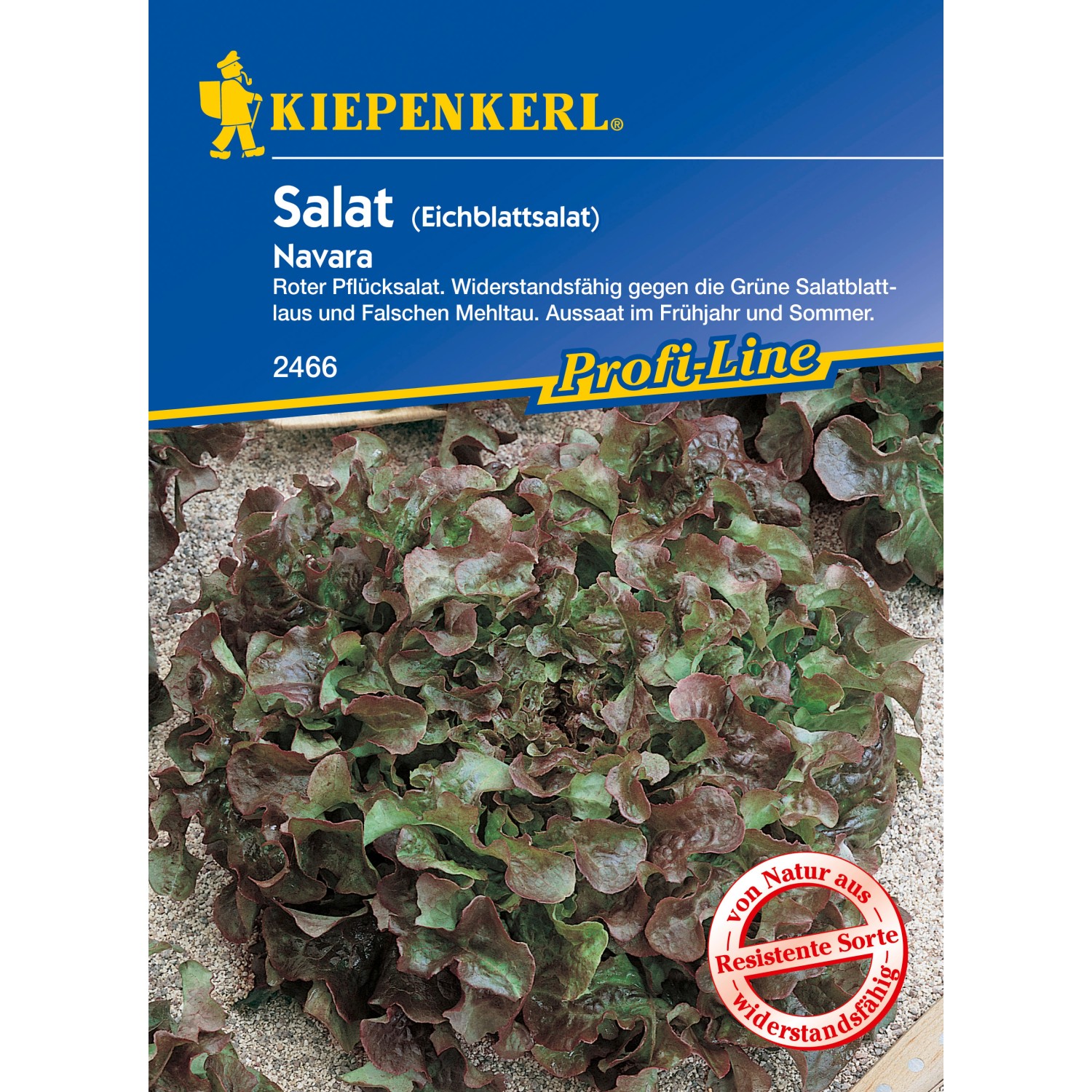 Eichblattsalat Navara Rot kaufen bei OBI