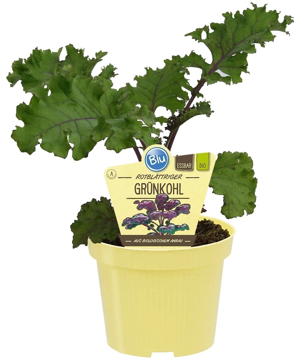 Blu Bio-Roter Grünkohl "Redbor" Topf-Ø 12 cm Brassica oleracea var ...