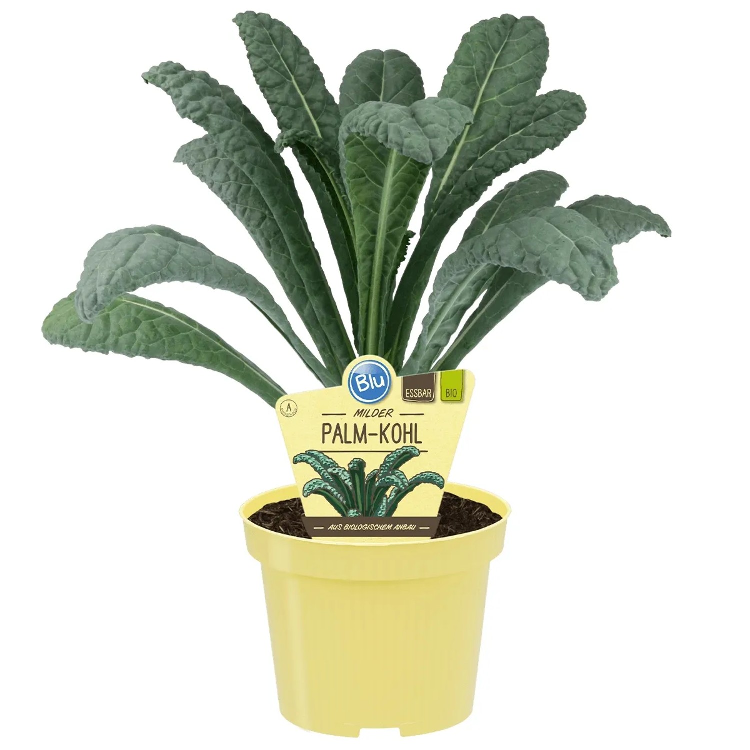 Blu Bio-Palmkohl "Black Magic" Topf-Ø 12 cm Brassica oleracea var ...