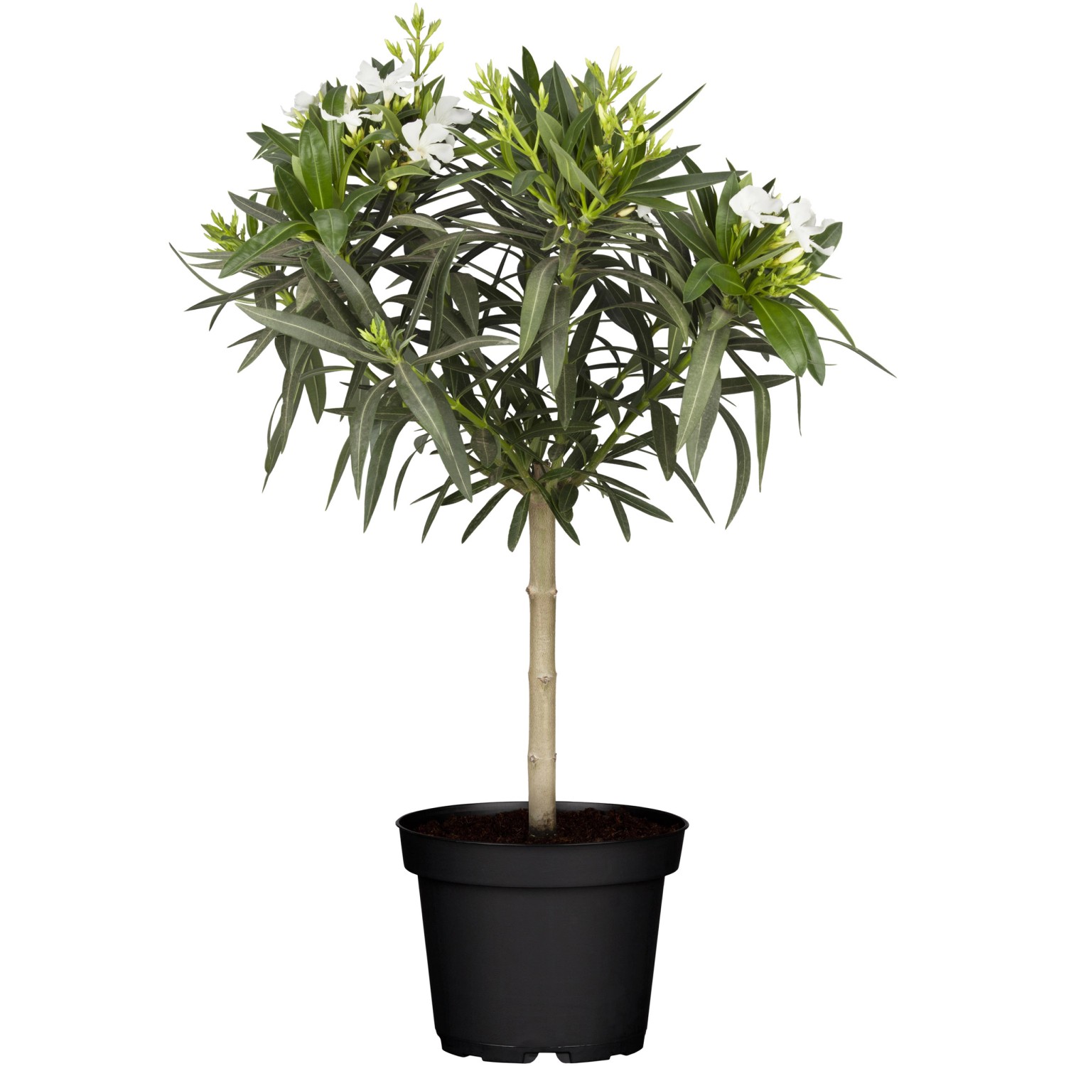 GROW by OBI Oleander Stamm Topf-Ø ca. 17 cm Nerium oleander kaufen bei OBI