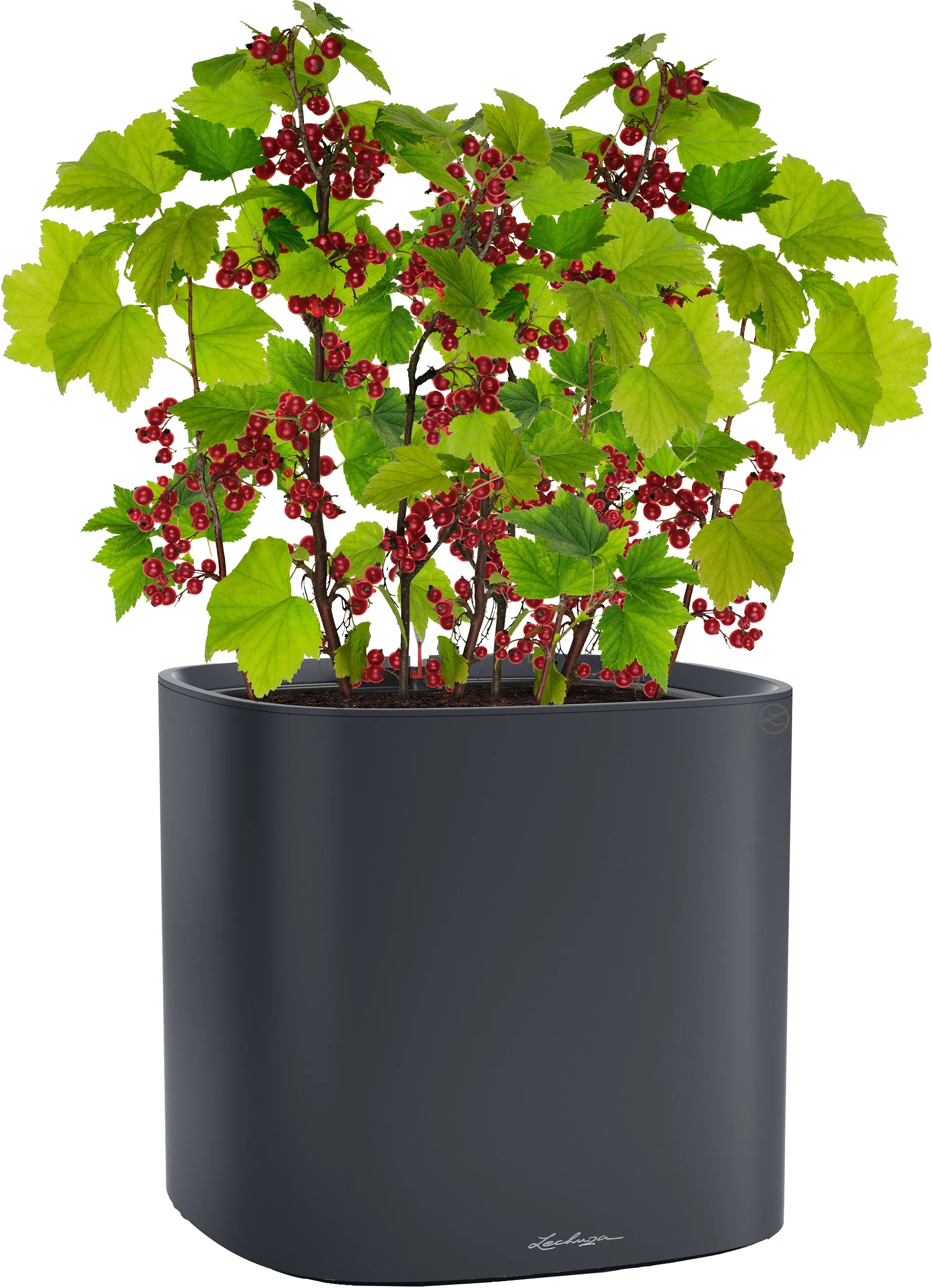 Lechuza Pflanzgefäß Pila Color Planter 35 cm x 35 cm x 33 cm ...