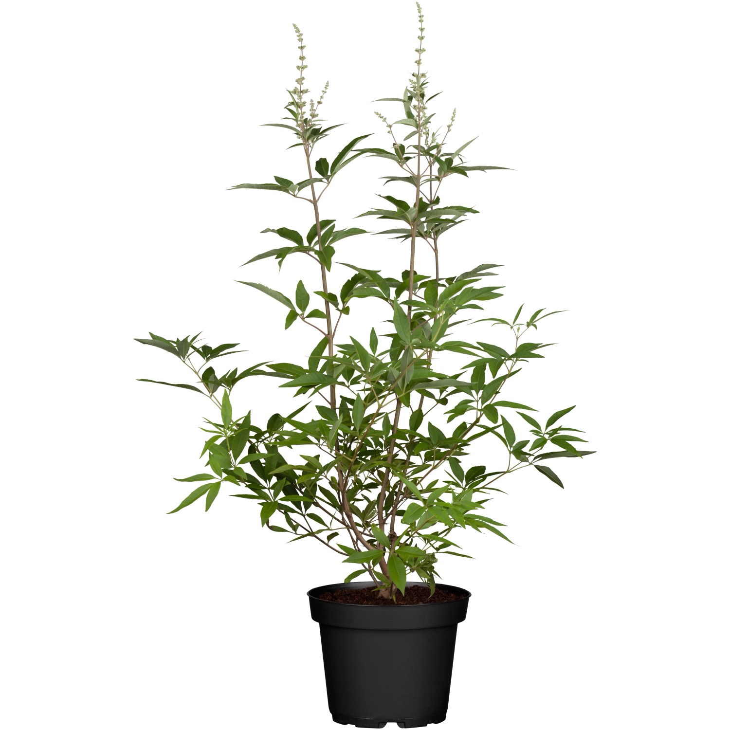 GROW by OBI Blauer Mönchspfeffer "Chicagoland Blues" Topf-Ø ca. 3 L ...