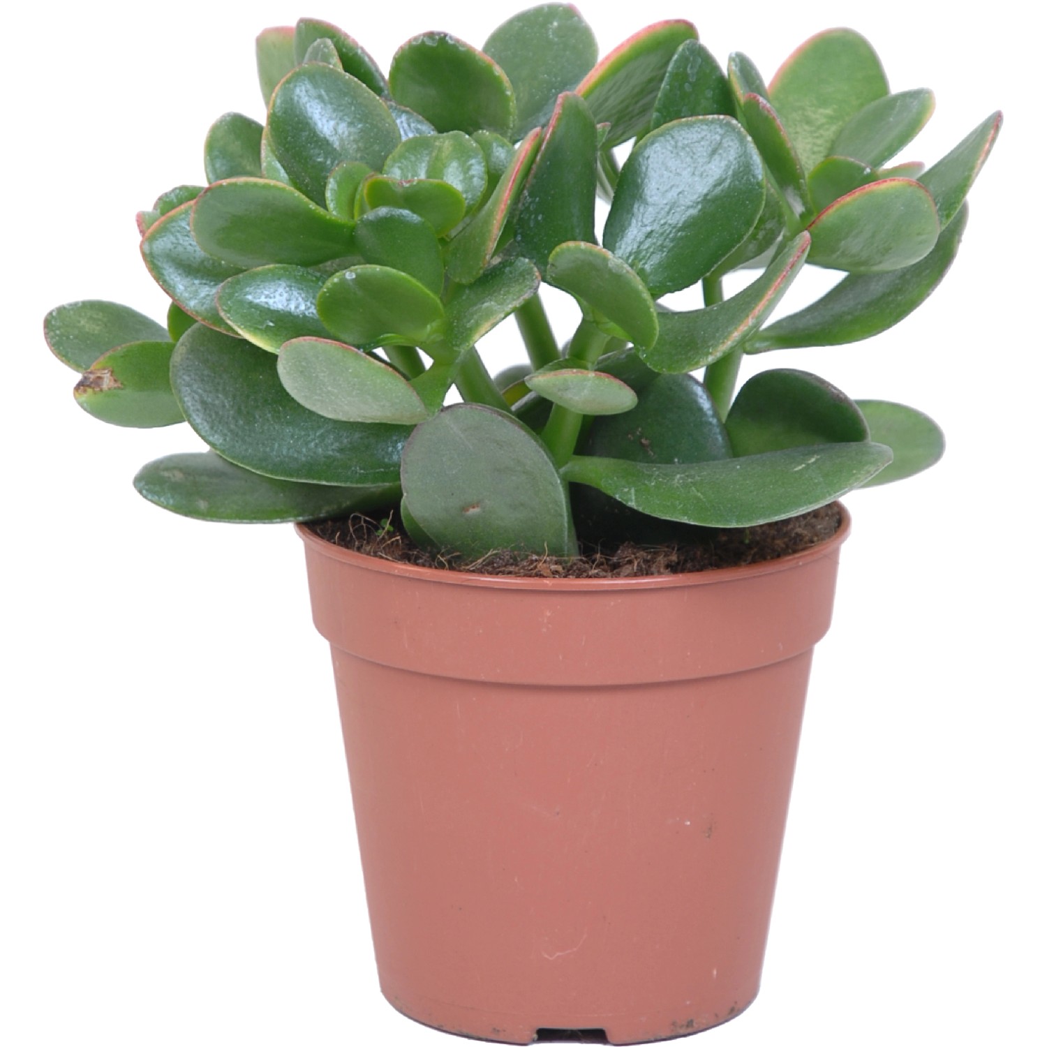 Dickblatt Höhe ca. 20 cm Topf-Ø ca. 15 cm Crassula ovata kaufen bei OBI