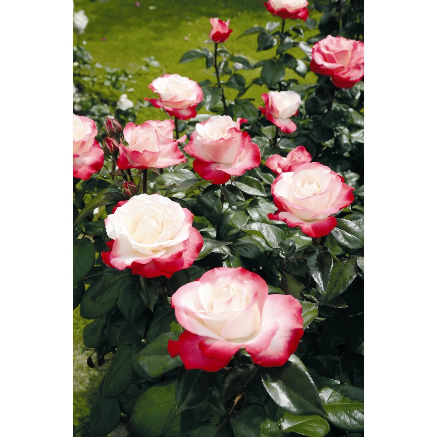 Rose "Nostalgie" Höhe ca. 20 - 40 cm Topf-Ø ca. 22 cm Rosa Hybride ...